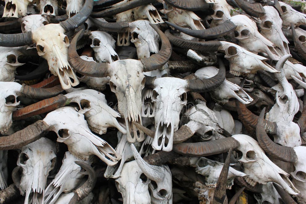 Bones of buffalo skull stock photo. Image of black, buffalo - 64285314