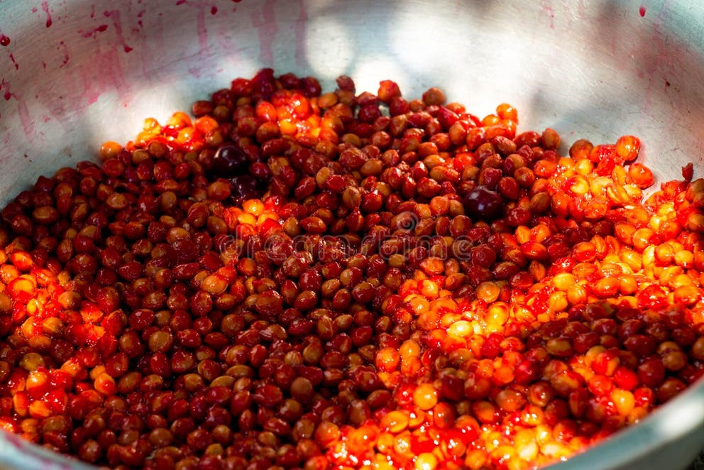 Bones from the Cherry. Cherry Seeds Stock Photo - Image of stem ...