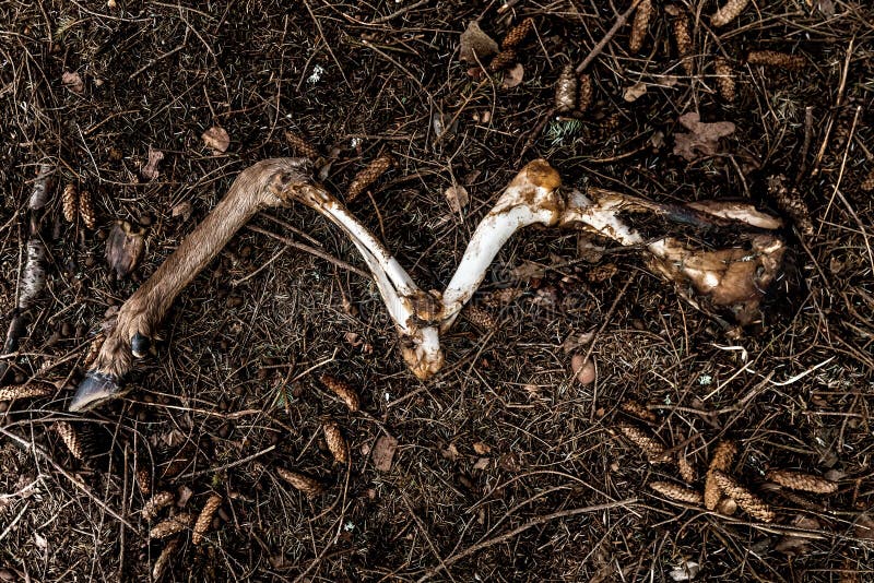 Bones of a deer leg stock image. Image of death, rotten - 206746053