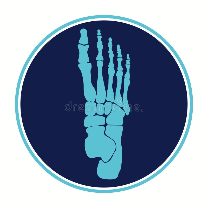 Bones of the Foot. Human Skeleton Part. Medical Illustration Vector ...