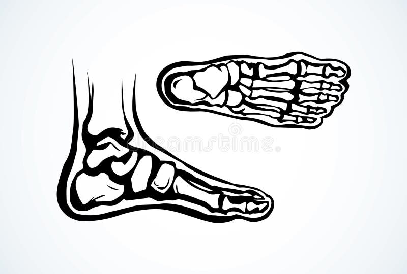 Bones of the Foot. Vector Drawing Stock Vector - Illustration of ...