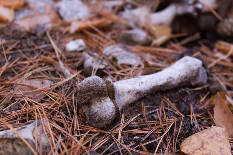 Bones on the ground stock image. Image of grass, education - 140772119