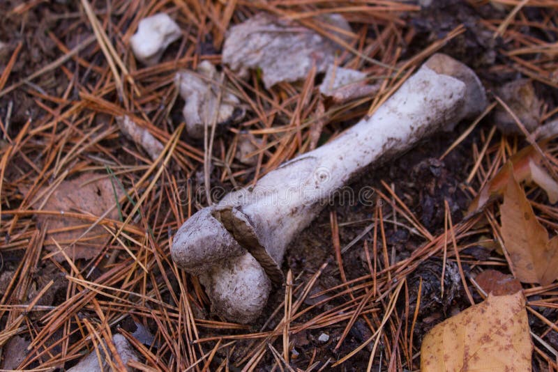 Bleached bones in the sun stock image. Image of outdoor - 101146953
