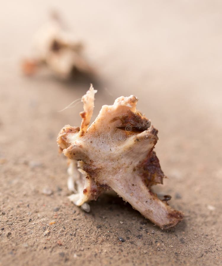 Bones on the ground stock photo. Image of arid, concept - 106594870