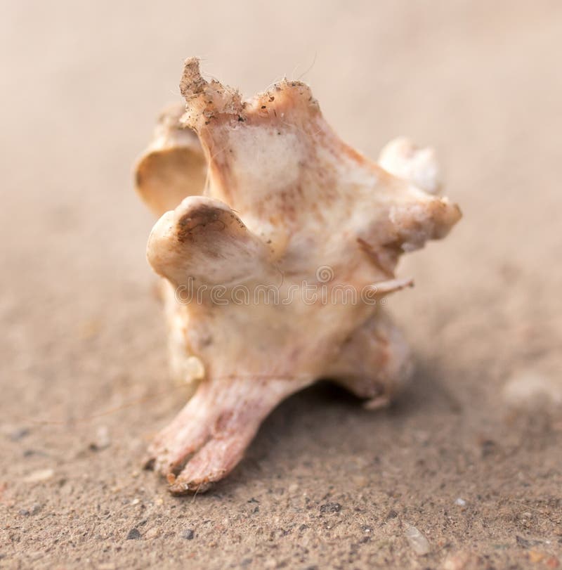 Bones on the ground stock image. Image of white, sand - 106529813