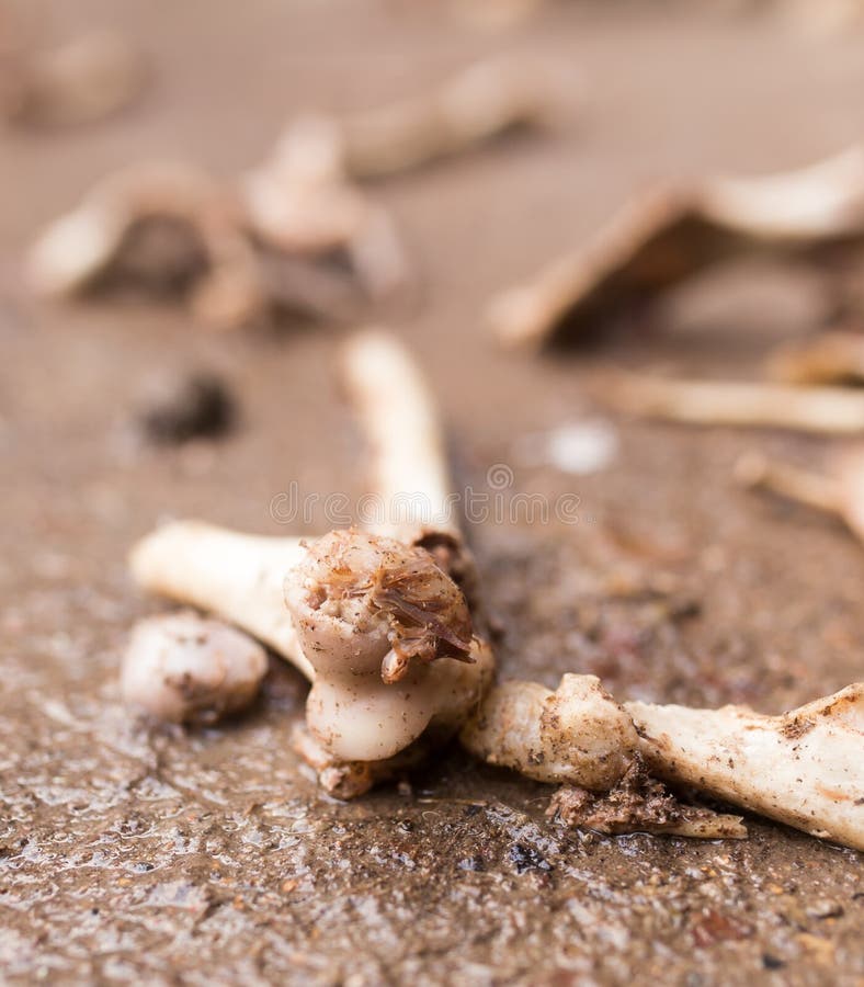 Bones on the ground stock image. Image of background - 106530519