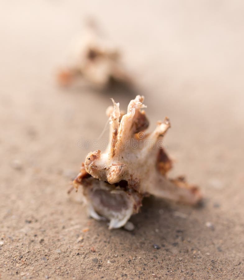 Bones on the ground stock photo. Image of ground, wildlife - 106594852