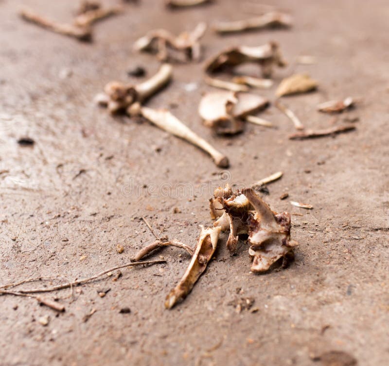 Bones on the ground stock image. Image of white, mammal - 106529927