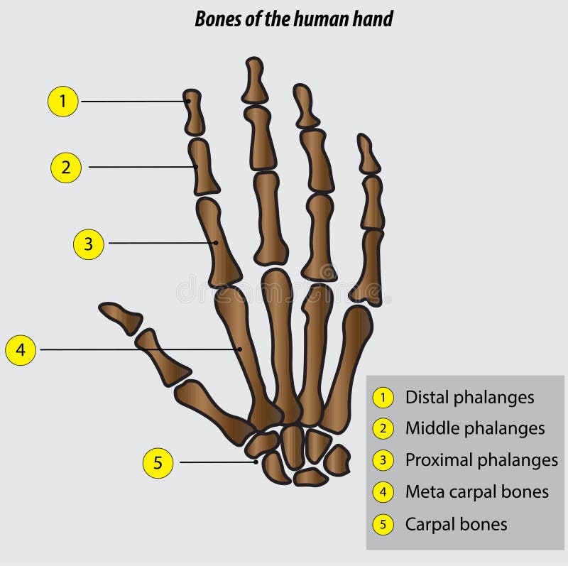 Bones of the Hand Anatomy of the Hand Bones Vector Illustration Drawing ...