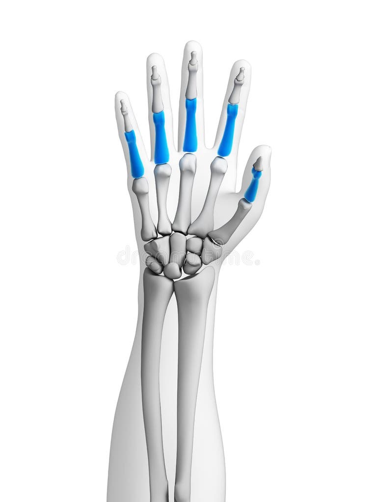 Metacarpal Bones Stock Illustrations – 260 Metacarpal Bones Stock ...
