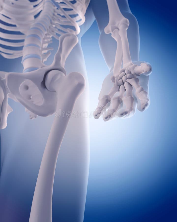 Bones of the hand stock illustration. Illustration of biology - 58830385