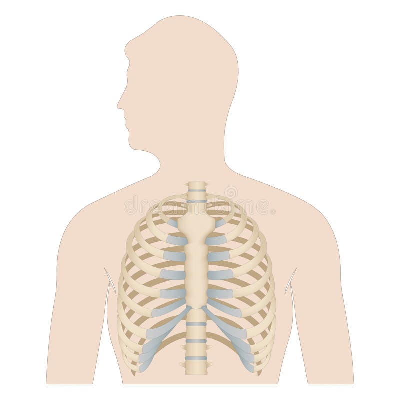 Bones of the Human Chest. Bones of the Chest with the Name and ... Bones of the Human Chest. Bones of the Chest with the Name and ...