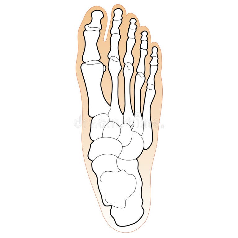 Bones Feet Diagram Stock Illustrations – 95 Bones Feet Diagram Stock ...