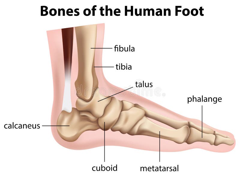 Human Foot Anatomy Cutaway Representation. Stock Illustration ...