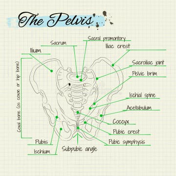 Pelvis Drawing Stock Illustrations – 550 Pelvis Drawing Stock ...