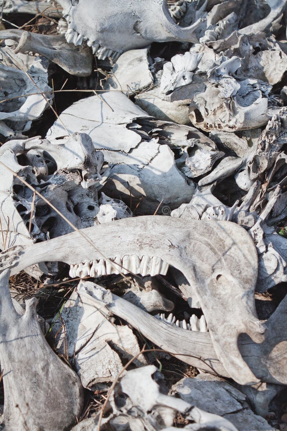 Scattered Skulls Stock Photos - Free & Royalty-Free Stock Photos from ...