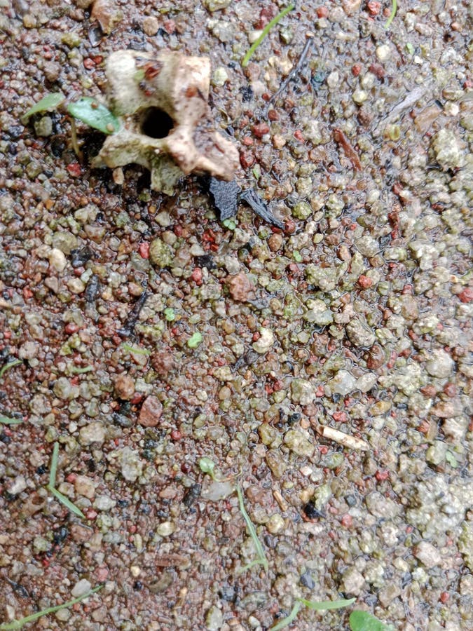 Bones lying on the ground stock photo. Image of birds - 365252972