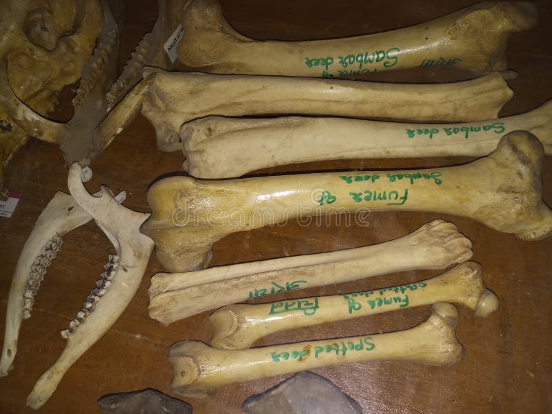 Bones and names stock image. Image of names, museum - 107789661