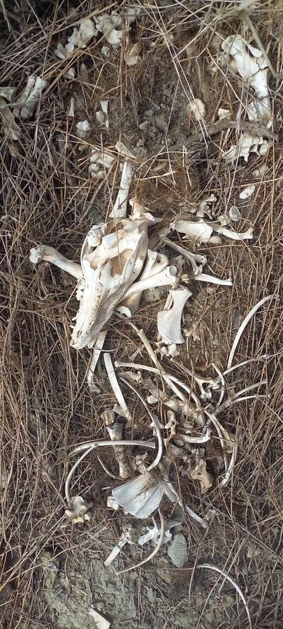 Bones from in Nature, Bones Lying in the Field, Skeleton Stock Image ...
