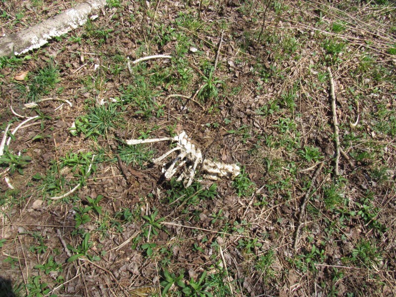 Bones stock image. Image of walk, nature, bones, summer - 73748421