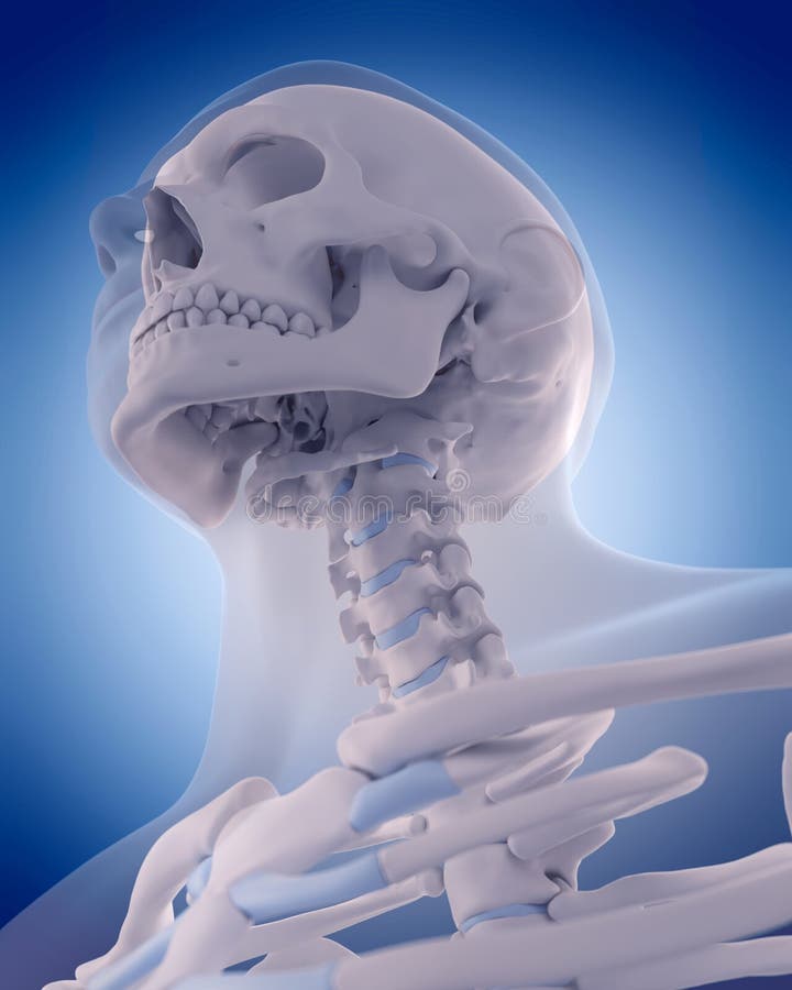Bones of the neck stock illustration. Illustration of mandible - 58830881