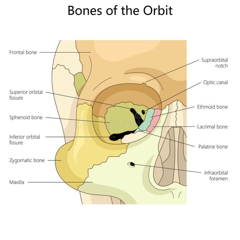 Bones of the Orbit Anatomy Diagram Medical Science Stock Illustration - Illustration of medicine ...