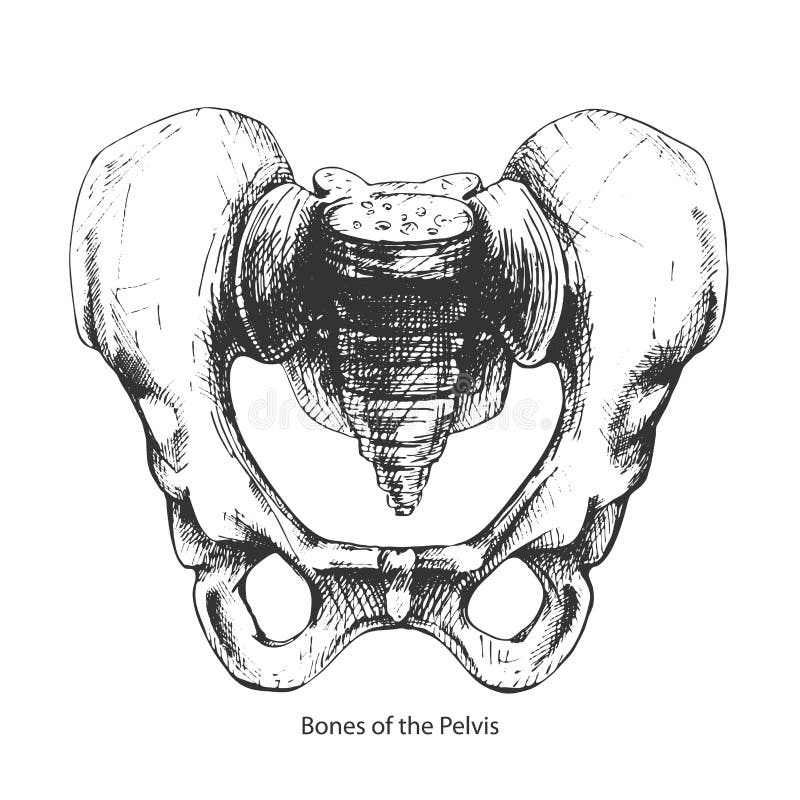 483_Bones of the Pelvis stock vector. Illustration of human - 243069335