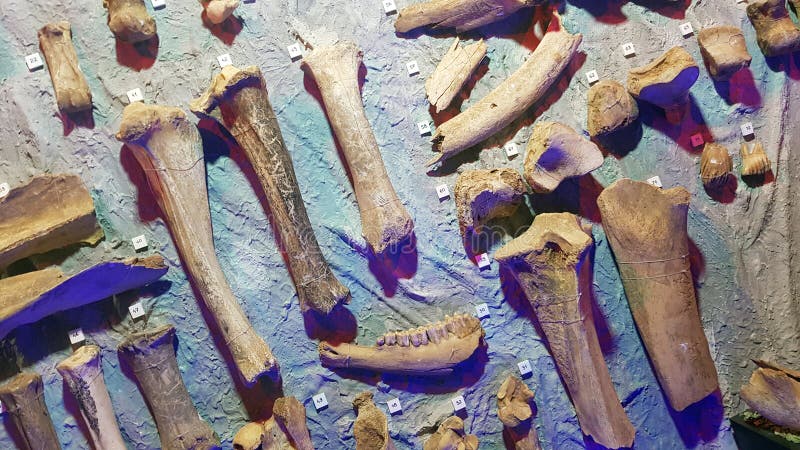 Bones of Prehistoric Animals Editorial Photography - Image of dinosaur ...