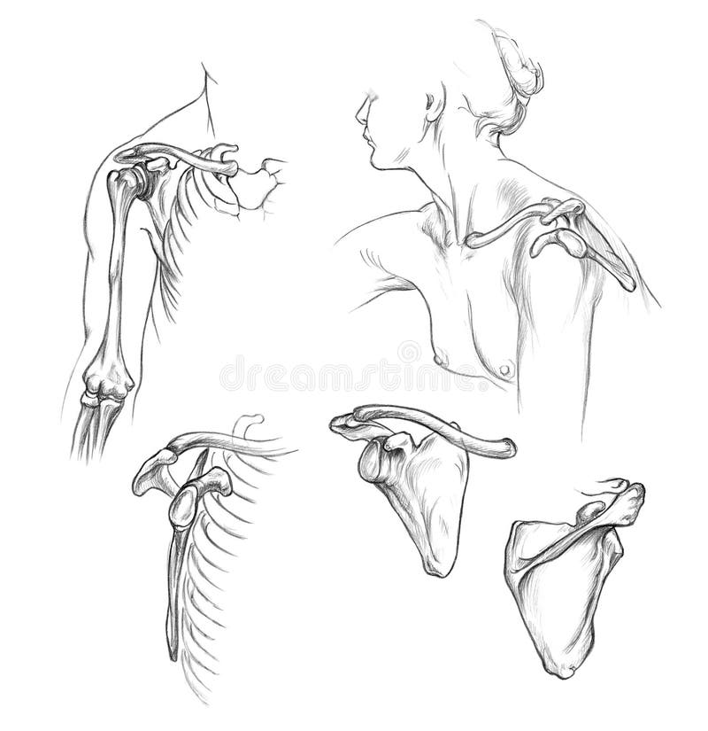 Shoulder Drawing Stock Illustrations – 5,061 Shoulder Drawing Stock ...