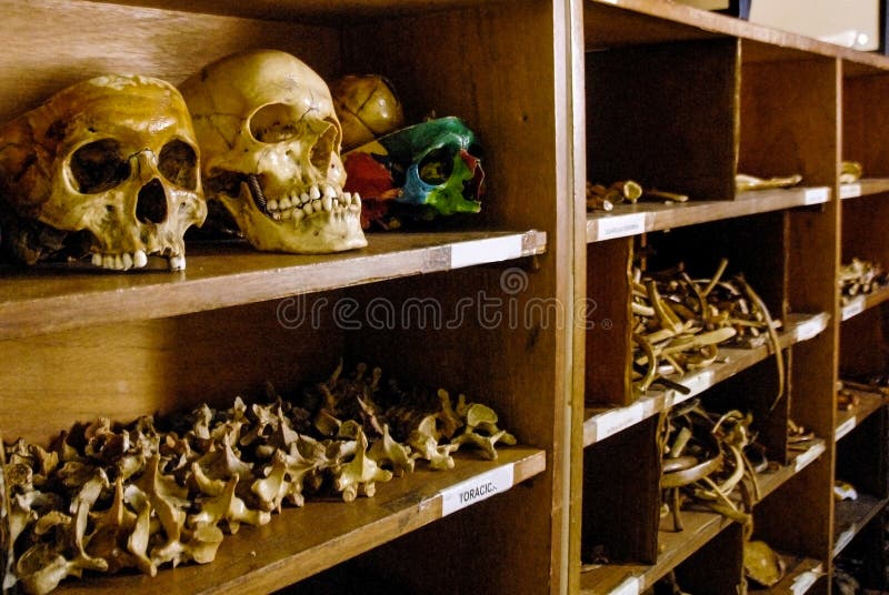 Anatomy Study Room at Medical School. Stock Image - Image of bones ...