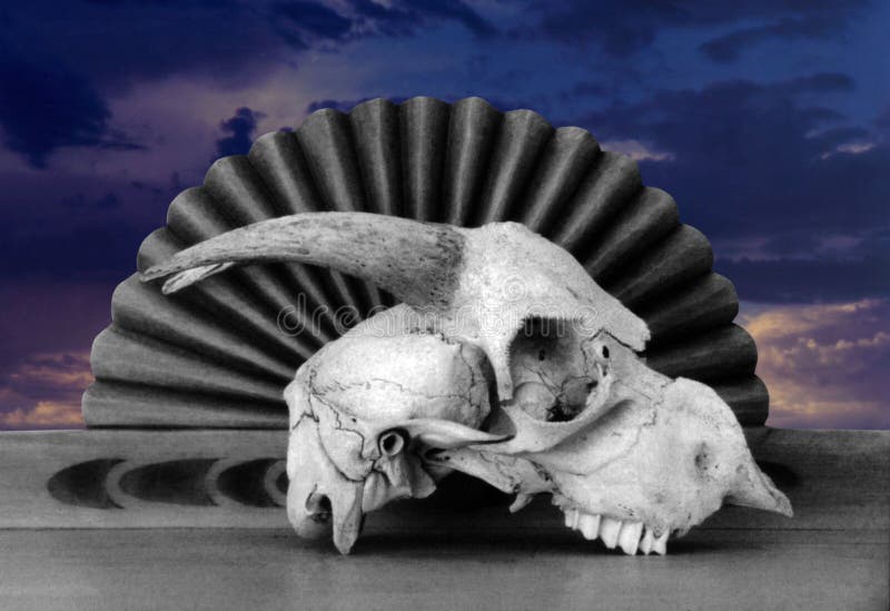 Bones and Sky stock image. Image of skelton, rural, nature - 1922687