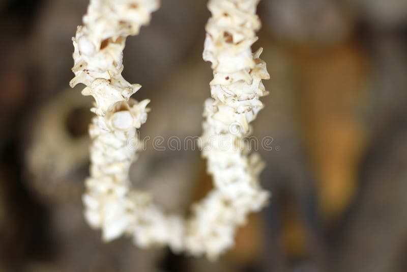 The Bones of the Spine of a Python Stock Image - Image of anatomy ...
