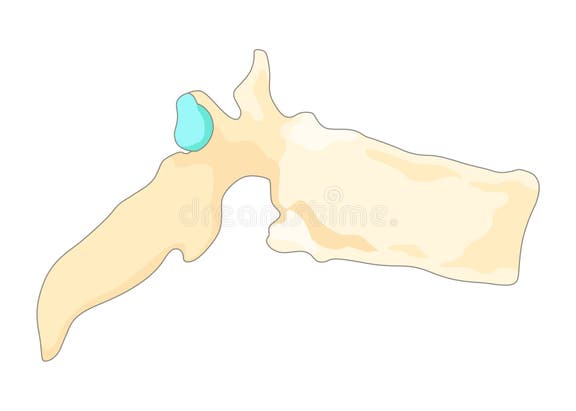 Bones Type Skeleton. Educational Anatomical Diagram Element. Bone ...