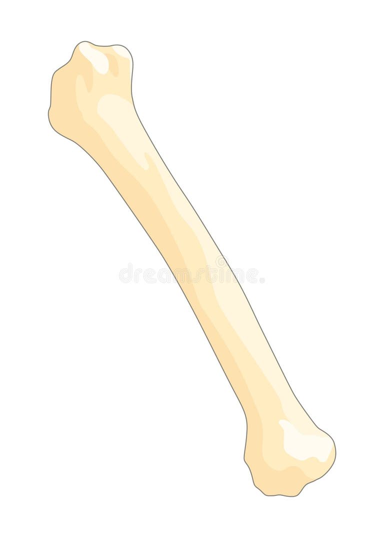 Medical Illustration Bone Stock Illustrations – 57,549 Medical ...