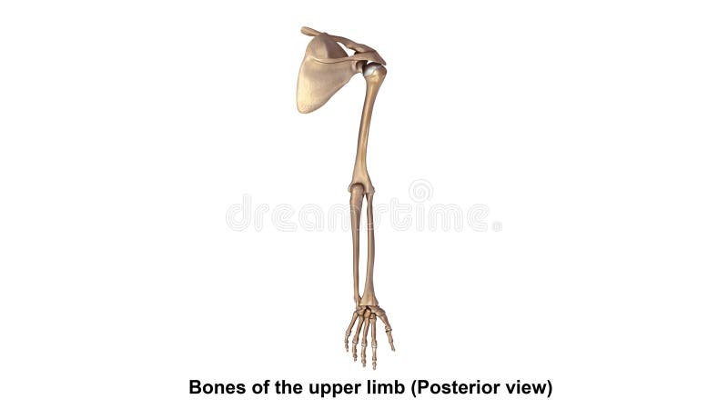 Bones of the Upper Limb Posterior View Stock Image - Image of anatomy ...