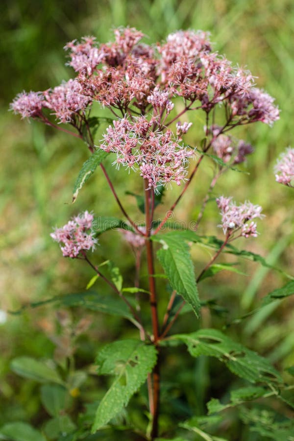 Boneset Eupatorium Perfoliatum , or Agueweed, Feverwort, Sweating-plant ...