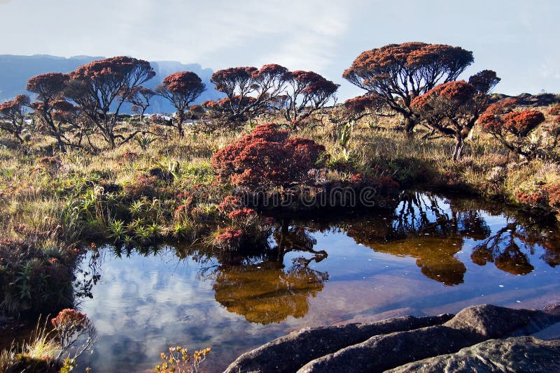 Bonettias bush stock photo. Image of stone, sand, bonettia - 13680598