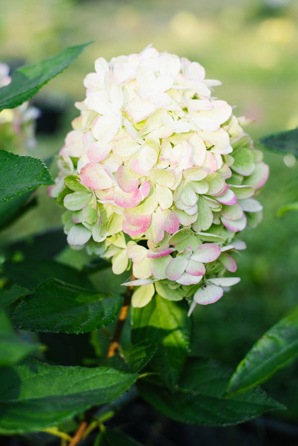 Bonfaire Hydrangea with Soft Color Gradient Stock Image - Image of ...