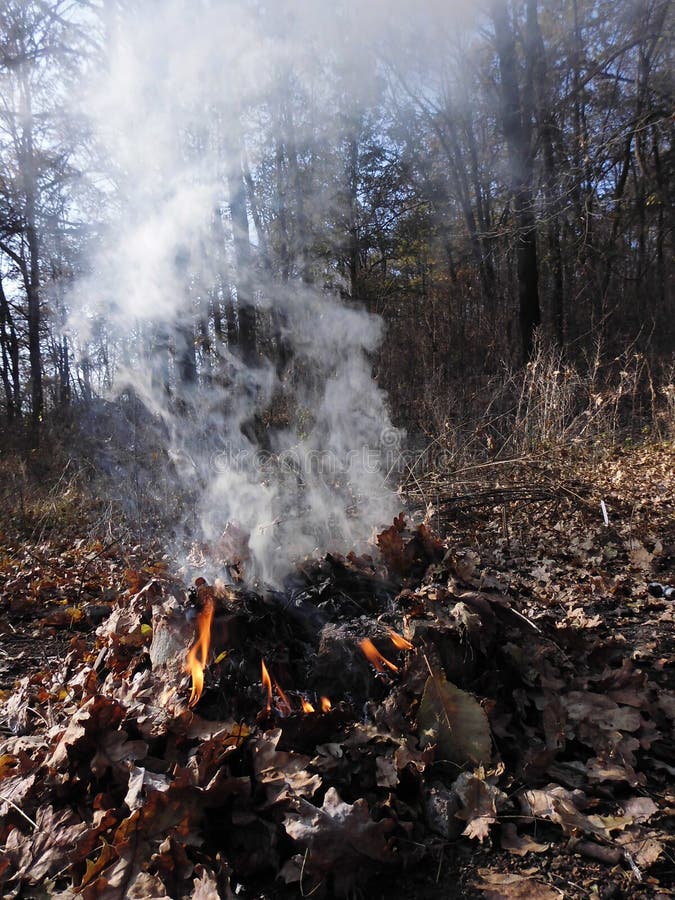 Bonfire in the Autumn Forest. Stock Image - Image of woodland, fire ...