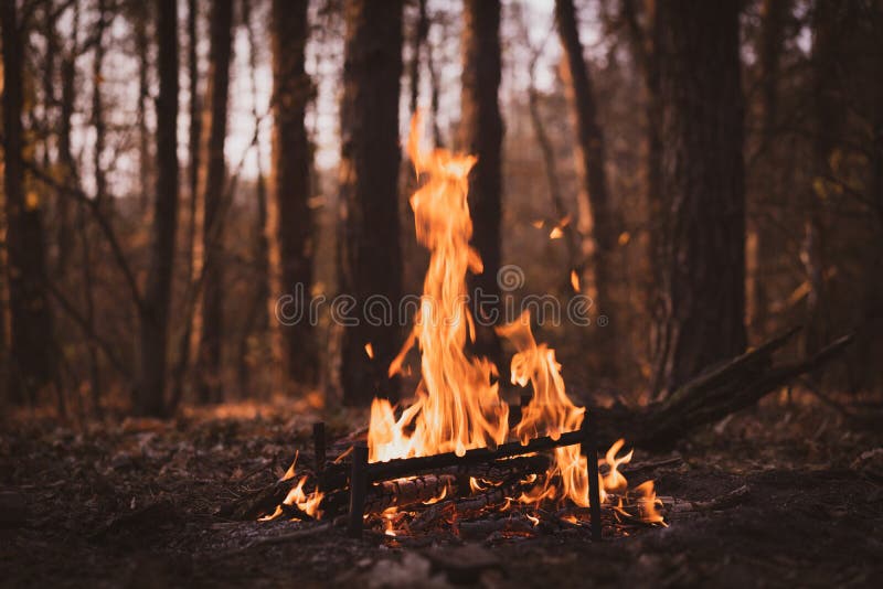 Bonfire in the Autumn Pine Forest. Dusk. Stock Photo - Image of ...