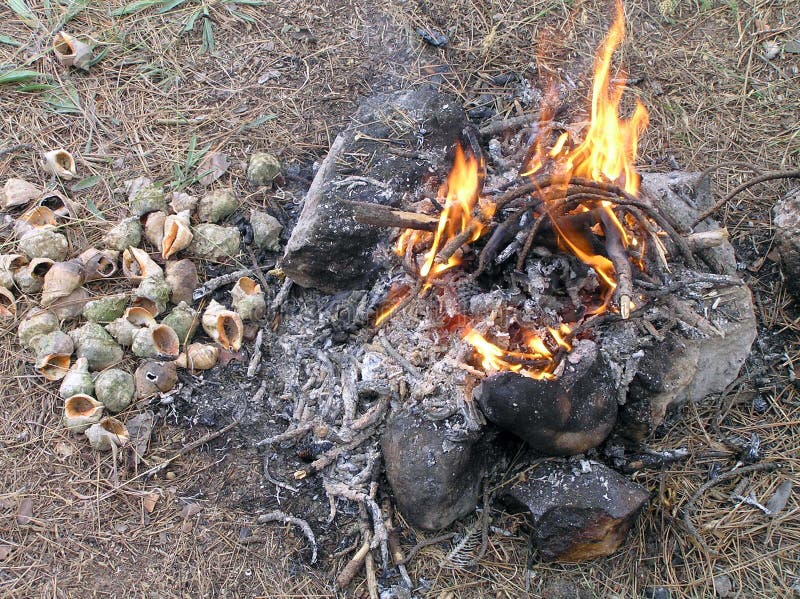 Bonfire stock photo. Image of forest, shells, fire, landscape - 47827746