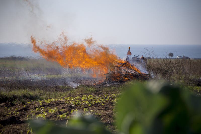 Bonfire Burns Wood in the Fire in the Forest Stock Image - Image of ...