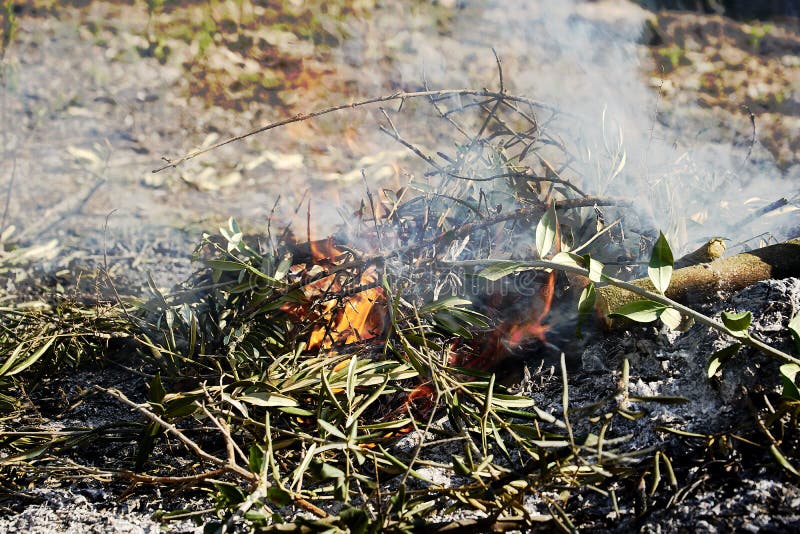 Bonfire in the Bush on a Sunny Day Stock Photo - Image of dark ...