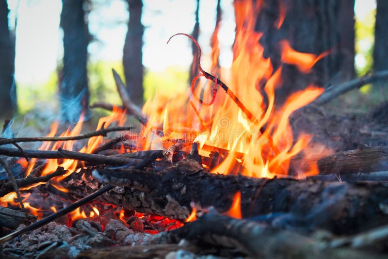 Bonfire Camp Fire in the Forest, Touristic View, Concept of Travel and ...