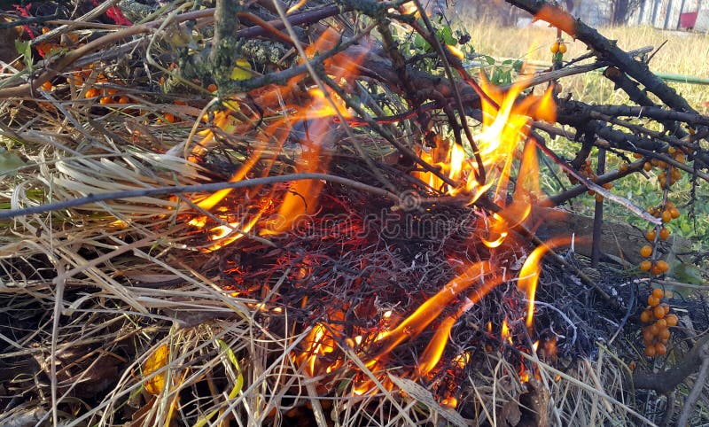 Bonfire or Fire, Burning Branches of a Tree and Dry Grass Stock Image ...
