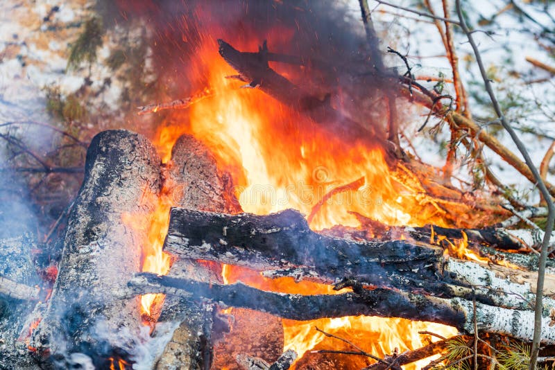 Bonfire and Flames in the Forest in Winter Stock Image - Image of ...