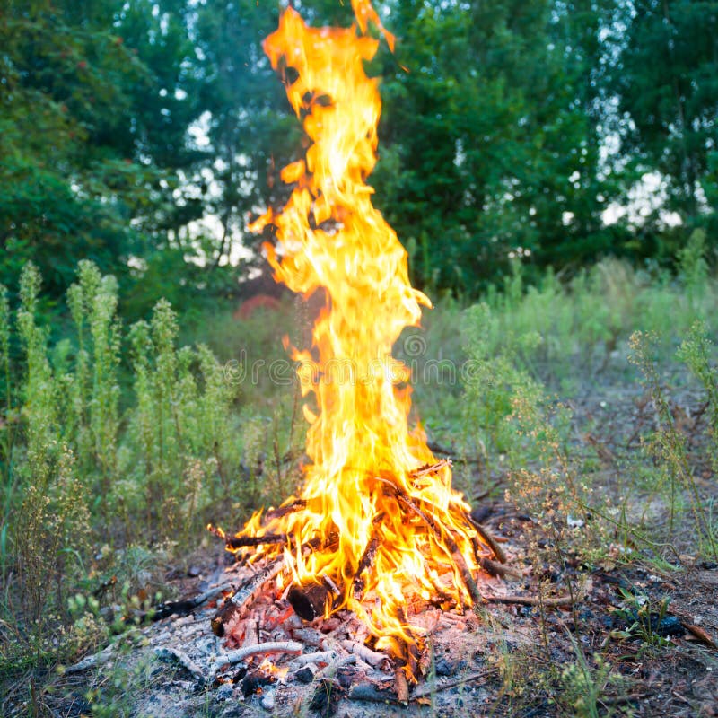 Bonfire in the forest stock photo. Image of burn, flame - 217617858