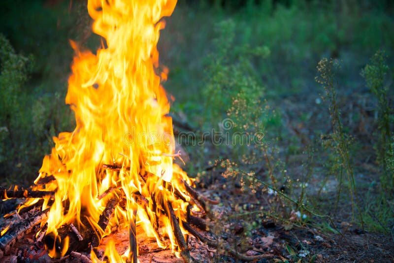 Bonfire in the forest stock image. Image of energy, night - 157561941