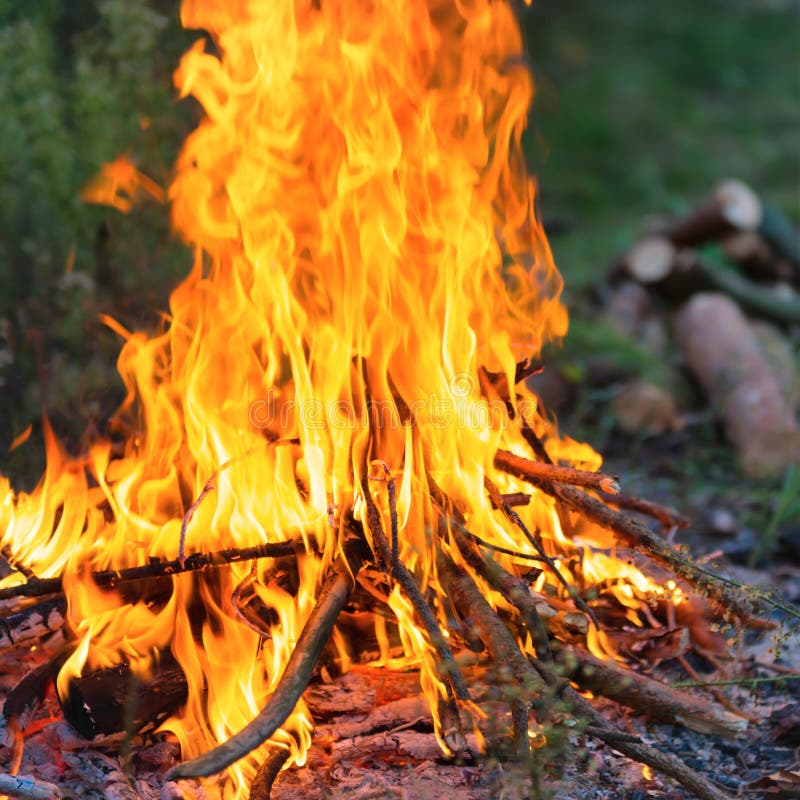 Bonfire in the forest stock photo. Image of outdoor - 157561964