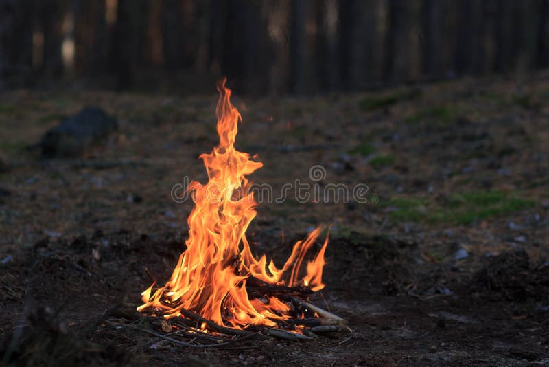 Bonfire in the forest stock photo. Image of firewood - 100436808